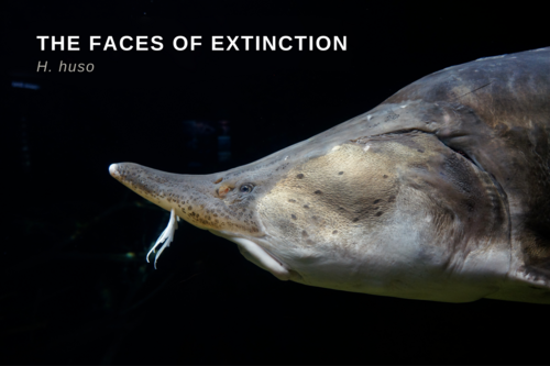 The faces of extinction